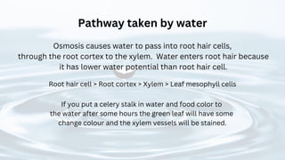 Transport in plants IGCSE Biology Chapter 8 .pdf