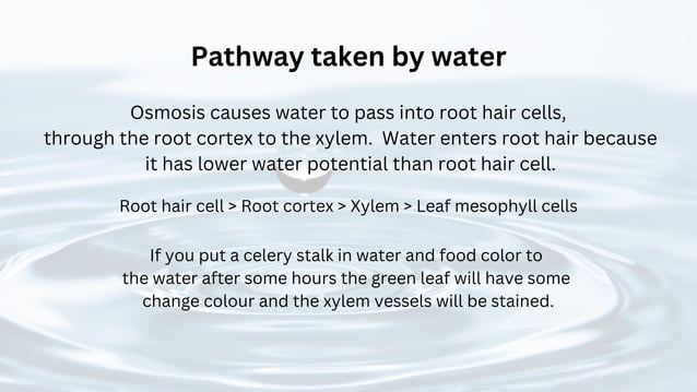 Transport in plants IGCSE Biology Chapter 8 .pdf
