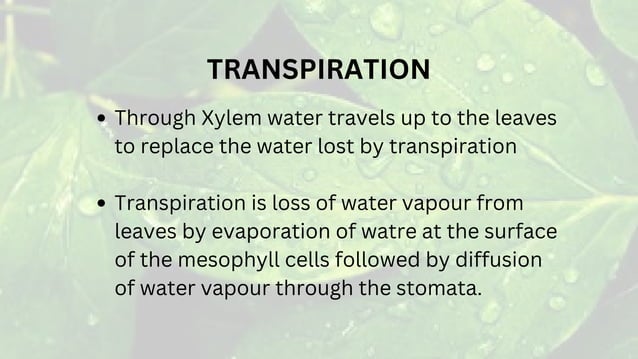 Transport in plants IGCSE Biology Chapter 8 .pdf