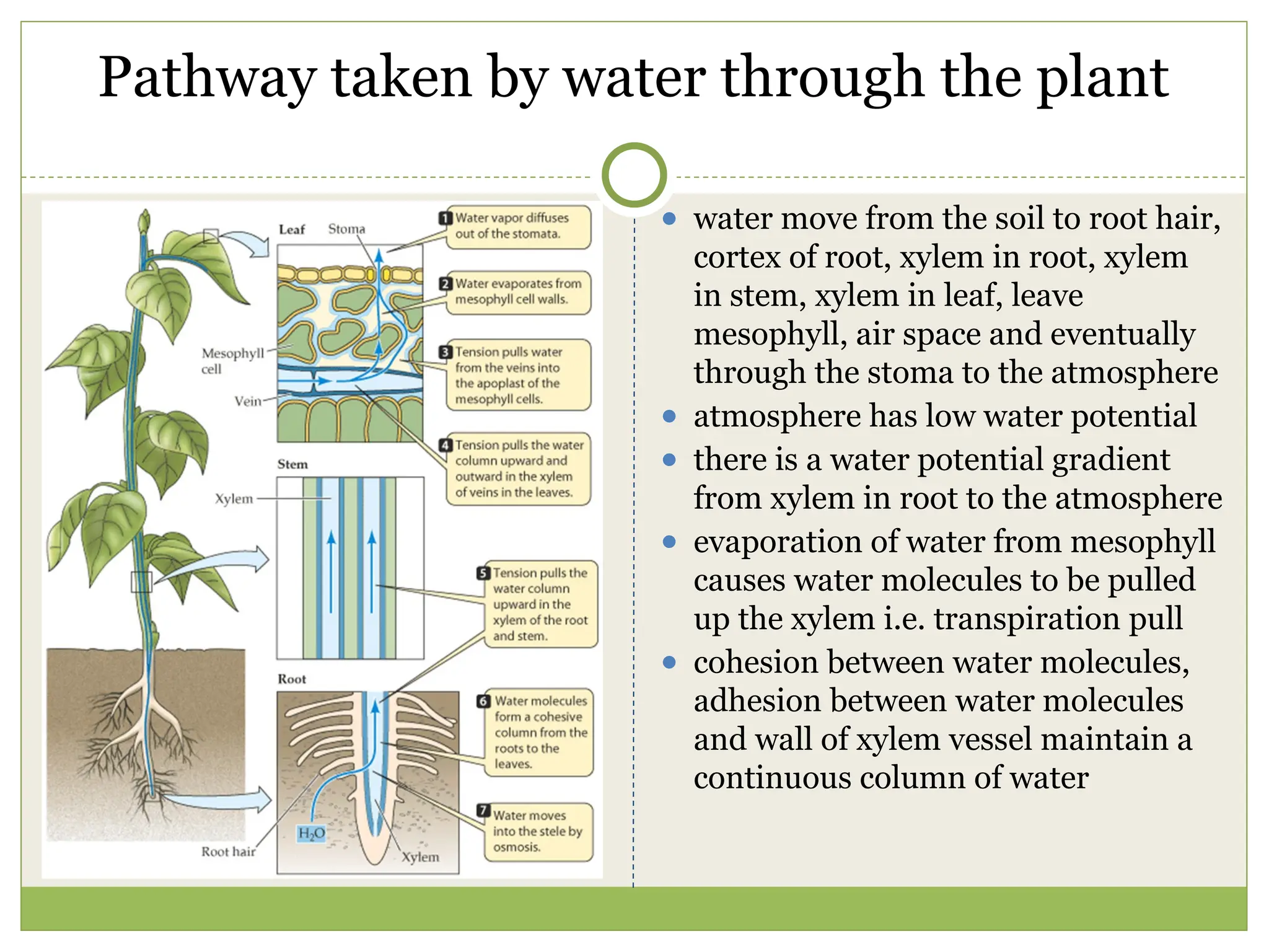 Transport in plants and vascular bundle.pptx