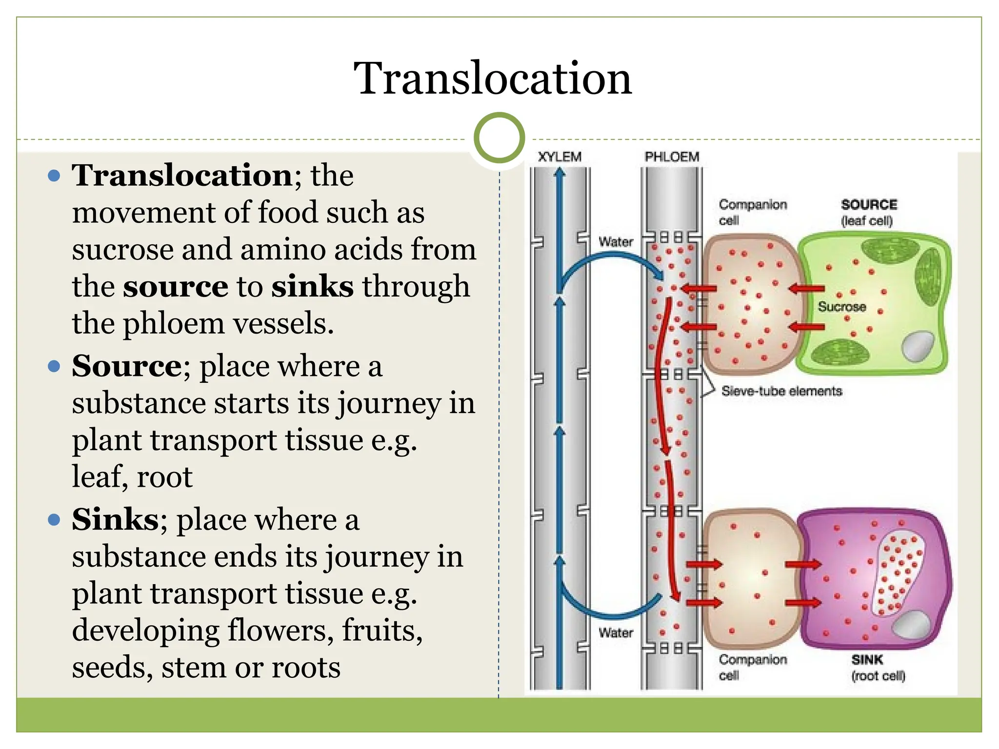 Transport in plants and vascular bundle.pptx