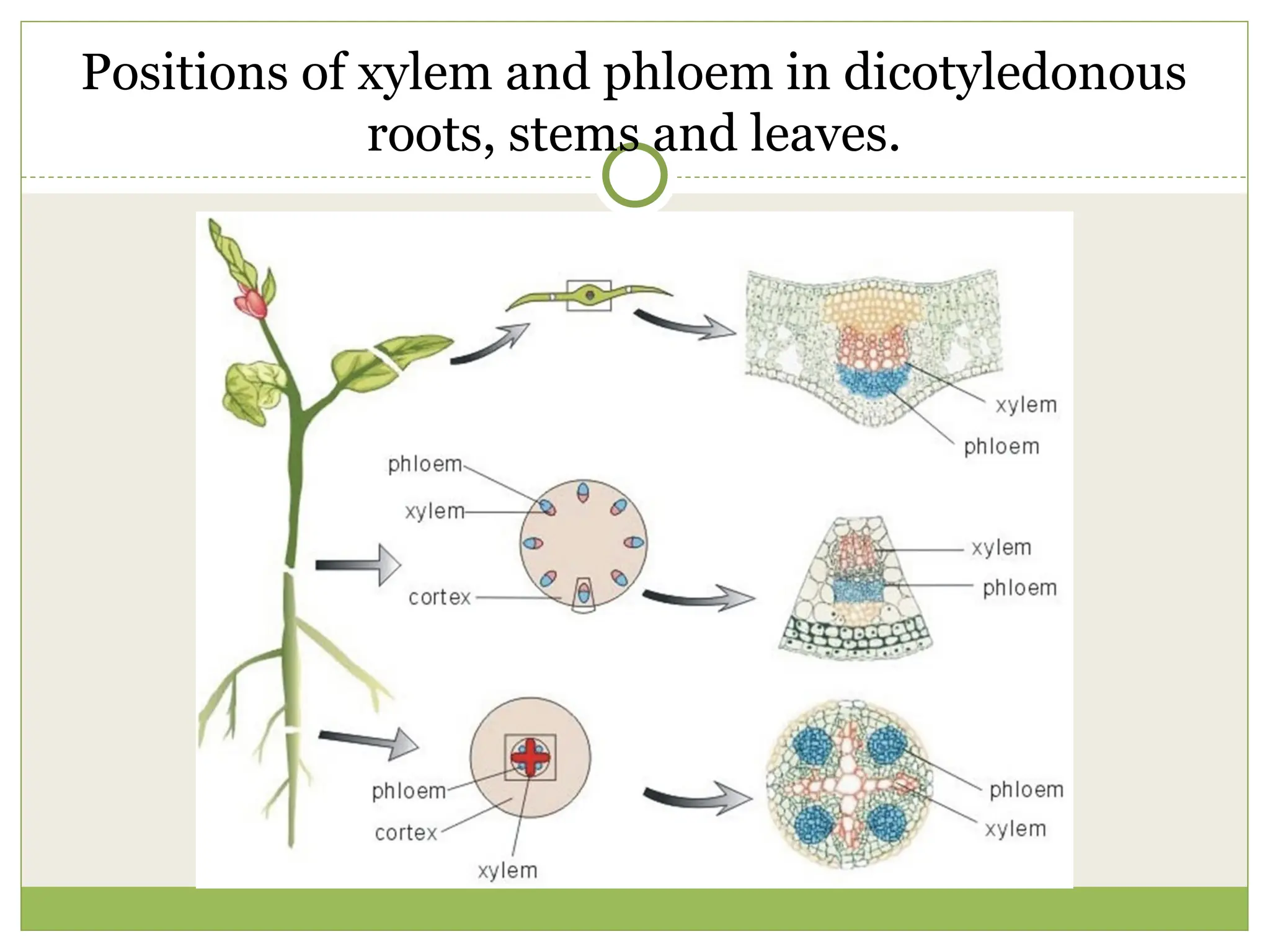 Transport in plants and vascular bundle.pptx