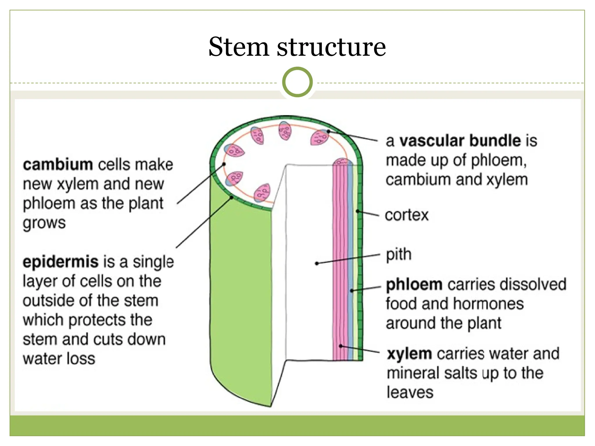 Transport in plants and vascular bundle.pptx
