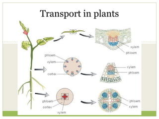 Transport in plants and vascular bundle.pptx