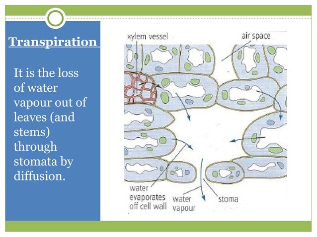 Transport in plants and vascular bundle.pptx