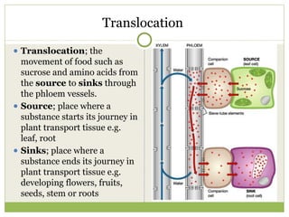 Transport in plants and vascular bundle.pptx