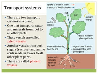 Transport in plants and vascular bundle.pptx