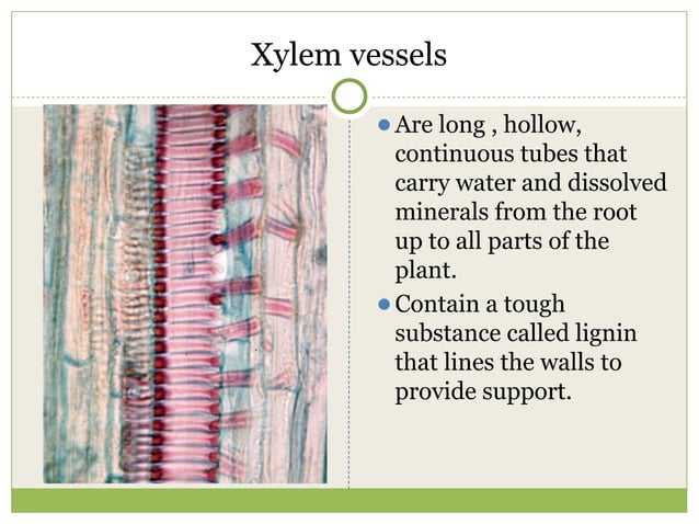 Transport in plants and vascular bundle.pptx