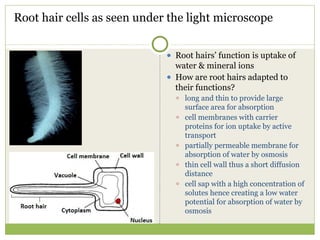 Transport in plants and vascular bundle.pptx