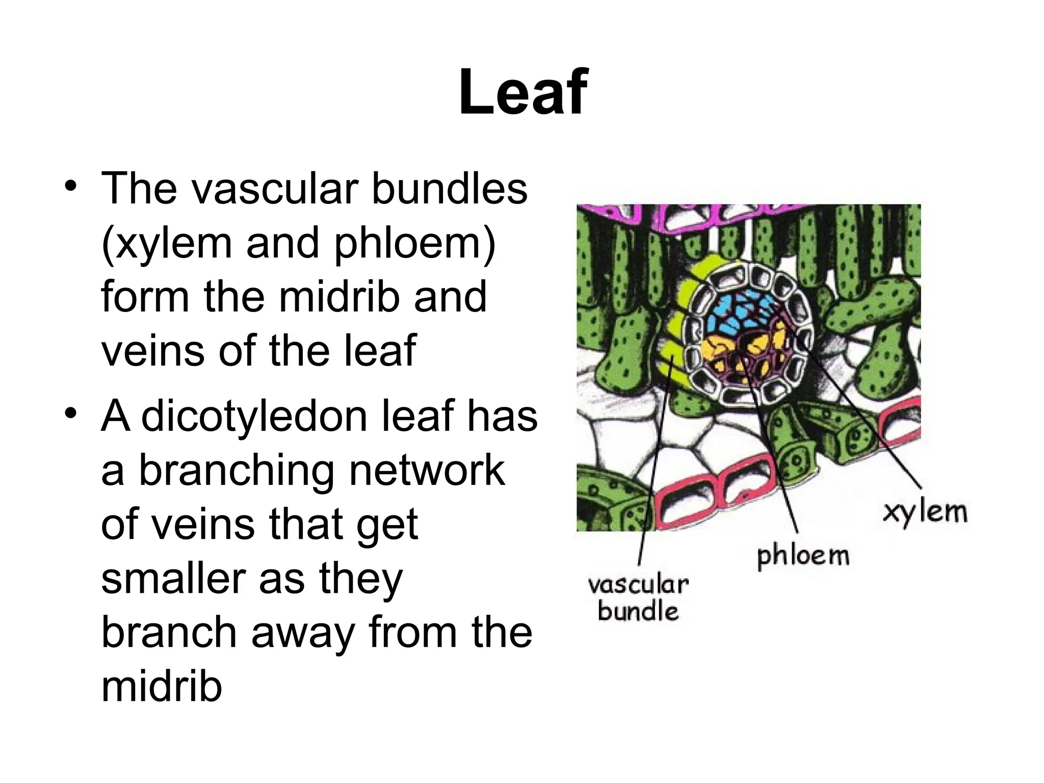 Transport in Plants-Vascular System-Xylem and Phloem | PPT
