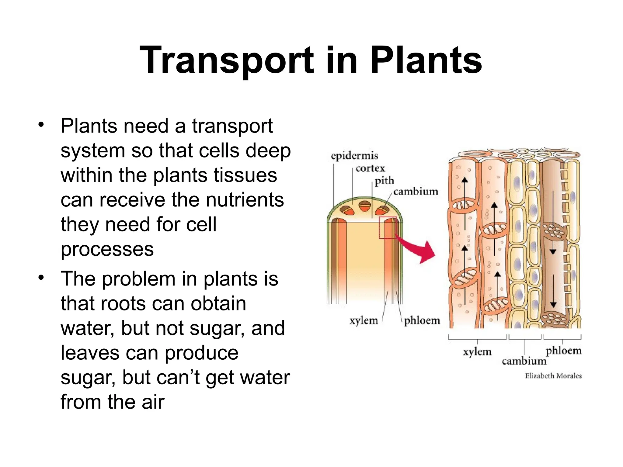 Transport in Plants-Vascular System-Xylem and Phloem | PPT