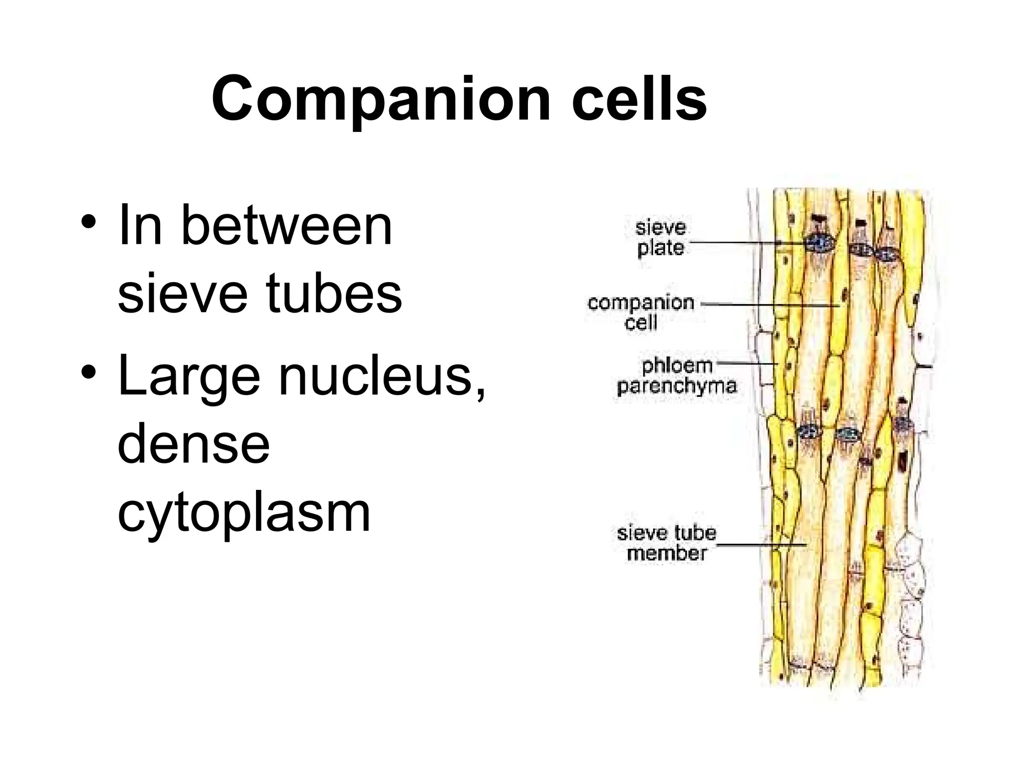Transport in Plants-Vascular System-Xylem and Phloem | PPT