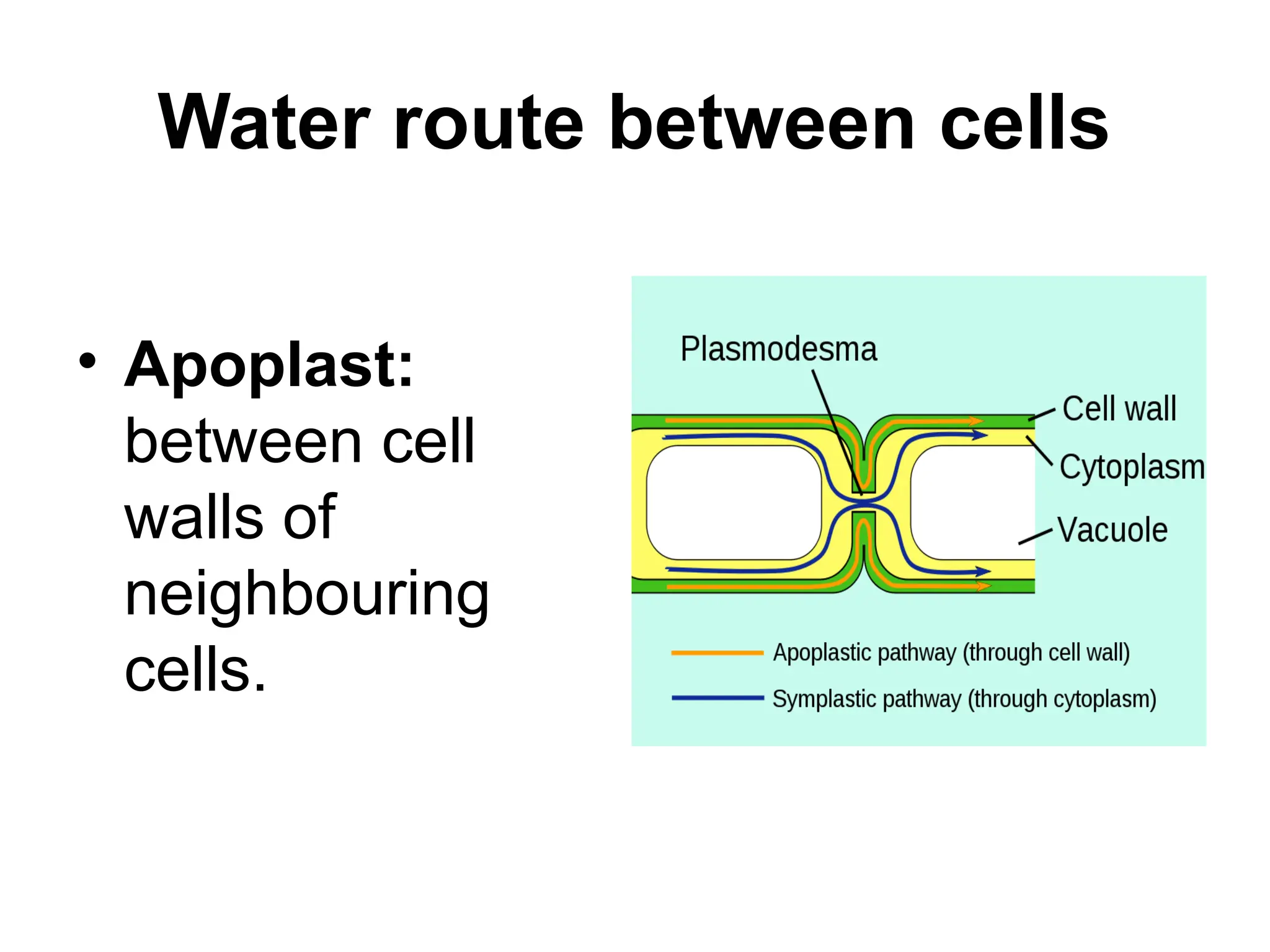 Transport in Plants-Vascular System-Xylem and Phloem | PPT