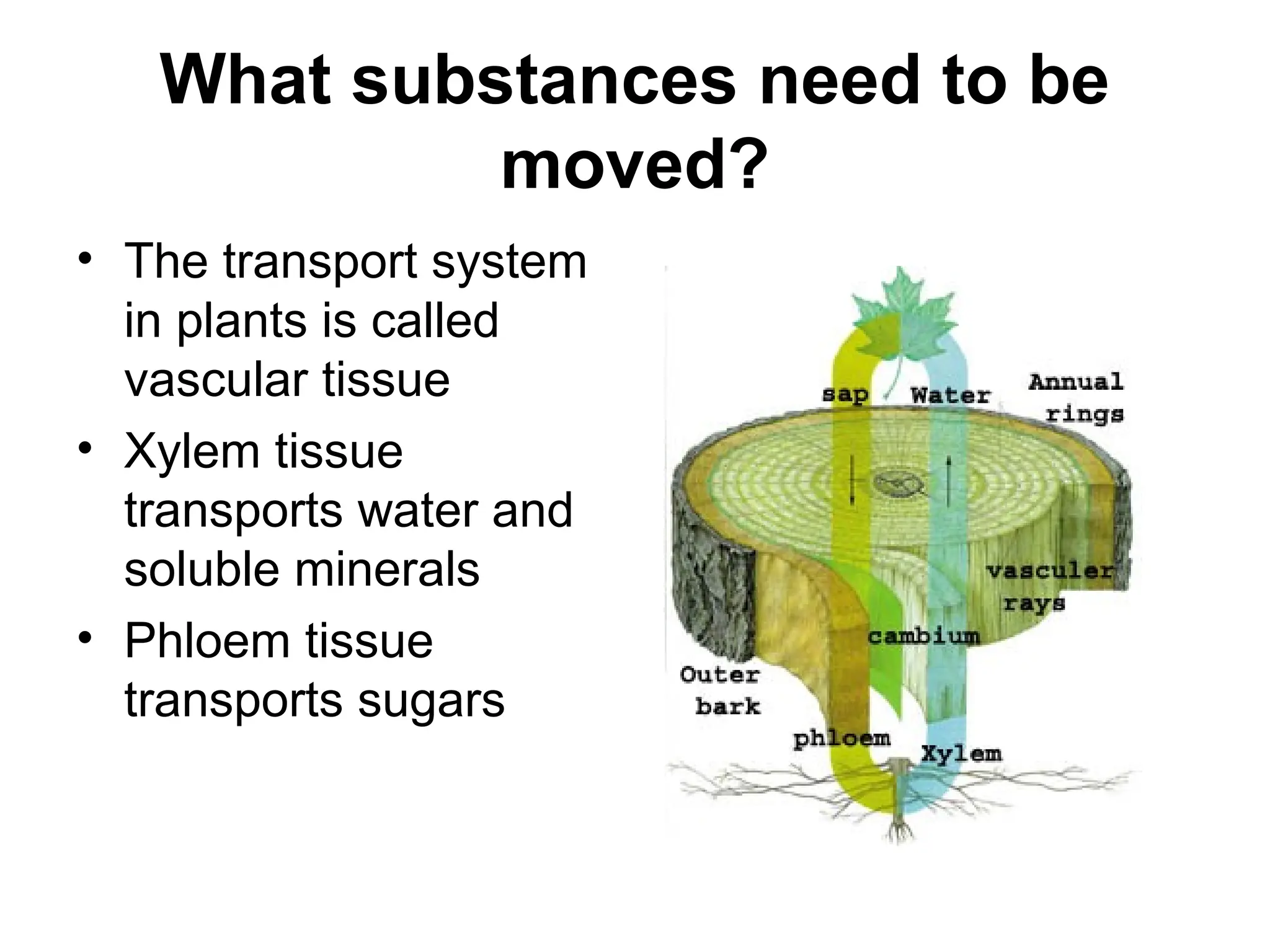 Transport in Plants-Vascular System-Xylem and Phloem | PPT