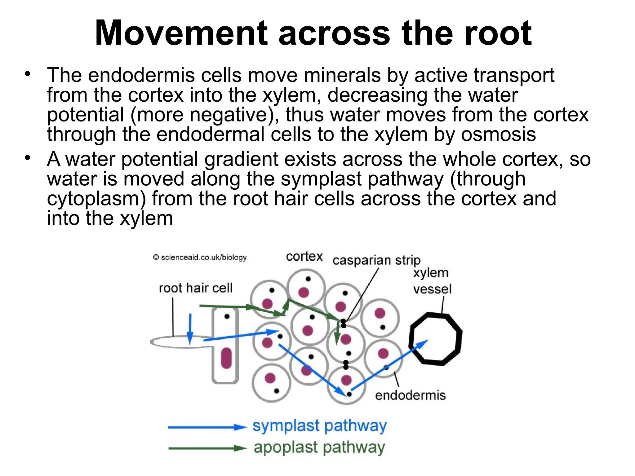Transport in Plants-Vascular System-Xylem and Phloem | PPT