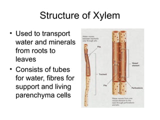 Transport in Plants-Vascular System-Xylem and Phloem | PPT
