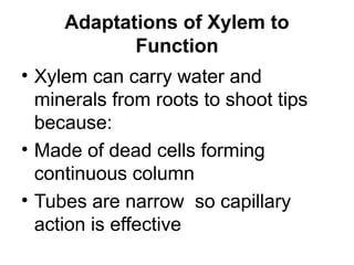 Transport in Plants-Vascular System-Xylem and Phloem | PPT