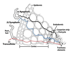 Transport in Plants-Vascular System-Xylem and Phloem | PPT