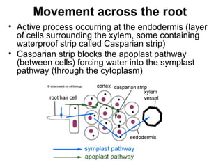 Transport in Plants-Vascular System-Xylem and Phloem | PPT