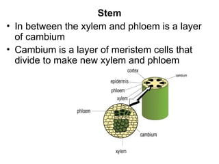 Transport in Plants-Vascular System-Xylem and Phloem | PPT