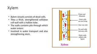 Transport in plants , xylem and phloem leaves | PPTX
