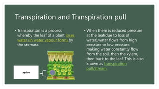 Transport in plants for school project for grade 9 | PPTX