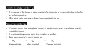transport in plants (1).pptx . | PPTX