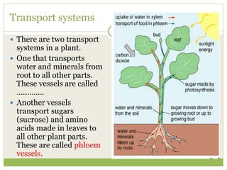 Transport in plants 2018 | PPT