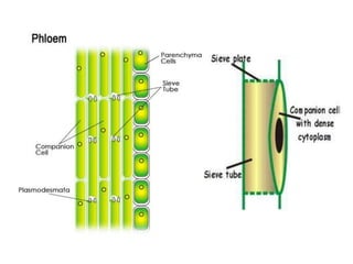 Companion Cells Diagram