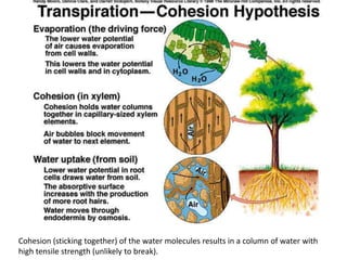 Transport in plants 3 transpiration | PPTX