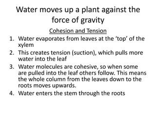 Transport in plants 3 transpiration | PPTX