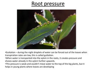 Transport in plants 3 transpiration | PPTX