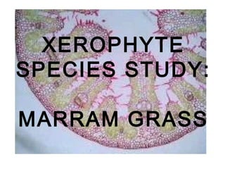 Transport in plants 6 xerophytes | PPT
