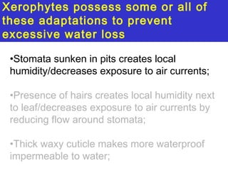 Transport in plants 6 xerophytes | PPT