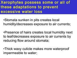 Transport in plants 6 xerophytes | PPT | Gardening | Home & Garden