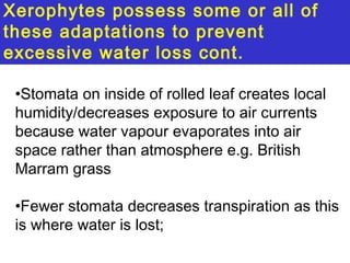 Transport in plants 6 xerophytes | PPT