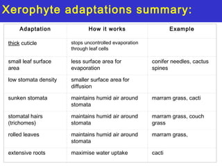 Transport in plants 6 xerophytes | PPT