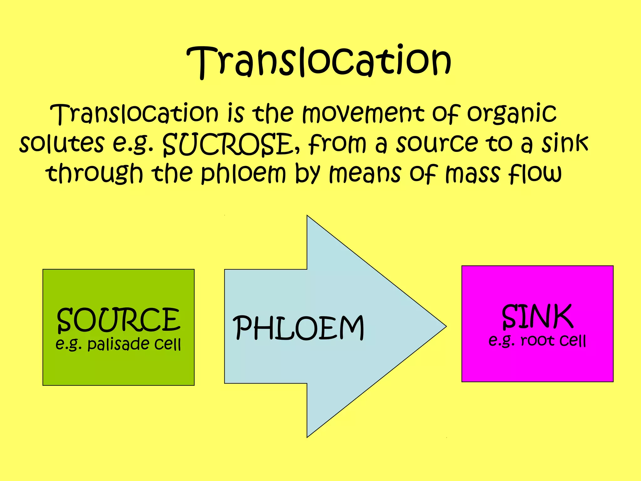 Transport in plants 7 translocation of assimilates | PPT | Chemistry ...