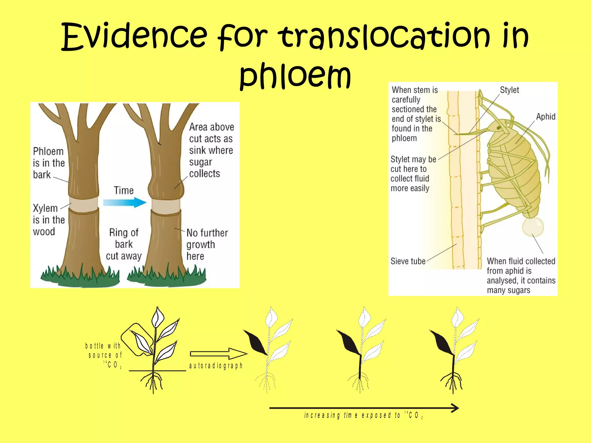 Transport in plants 7 translocation of assimilates | PPT