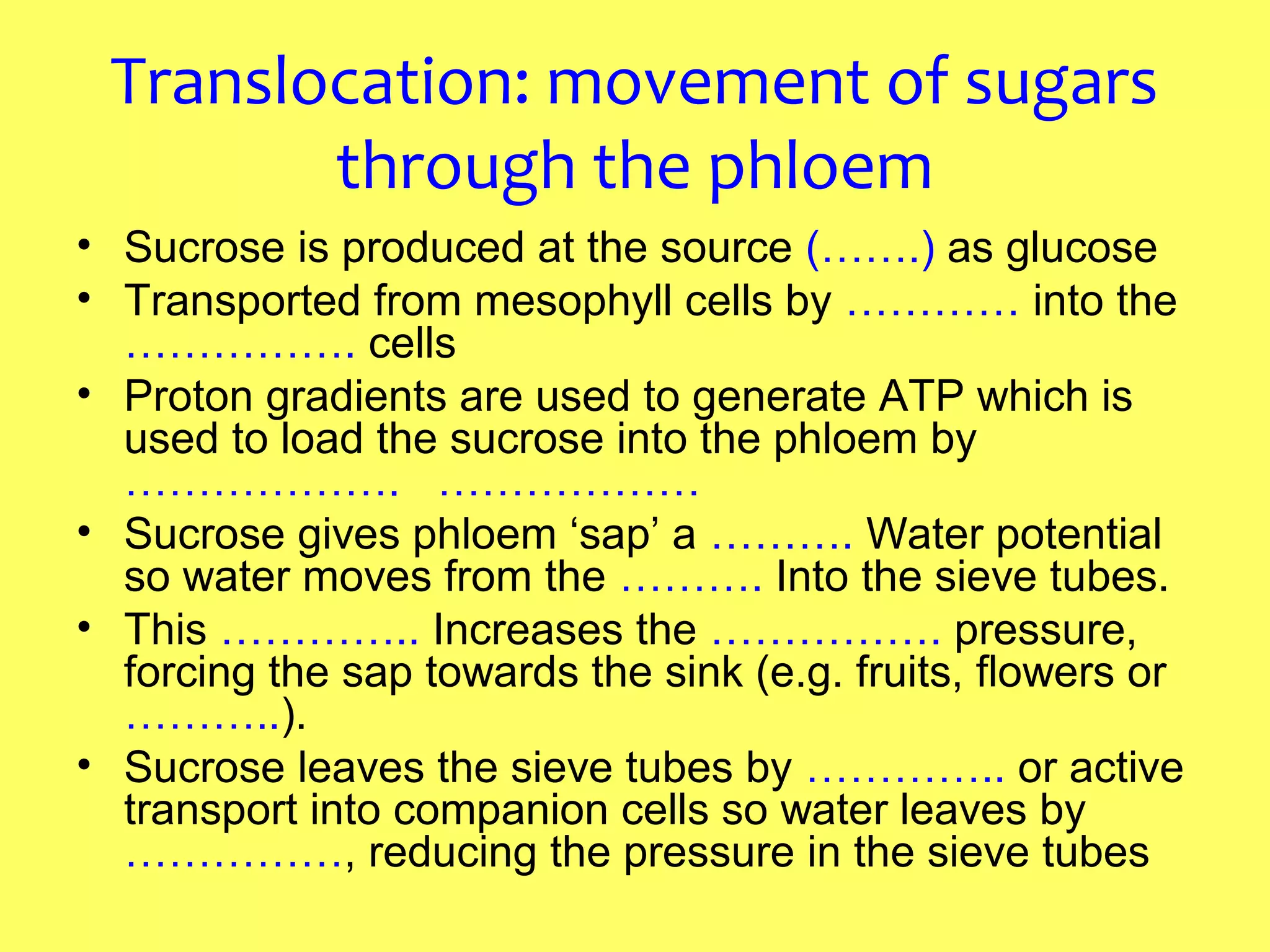 Transport in plants 7 translocation of assimilates | PPT