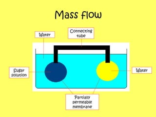 Transport in plants 7 translocation of assimilates | PPT