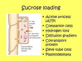 Transport in plants 7 translocation of assimilates | PPT