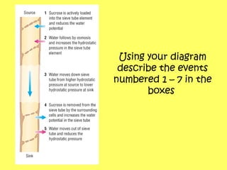 Transport in plants 7 translocation of assimilates | PPT