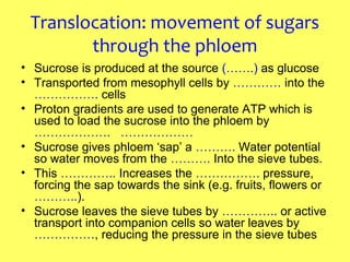 Transport in plants 7 translocation of assimilates | PPT