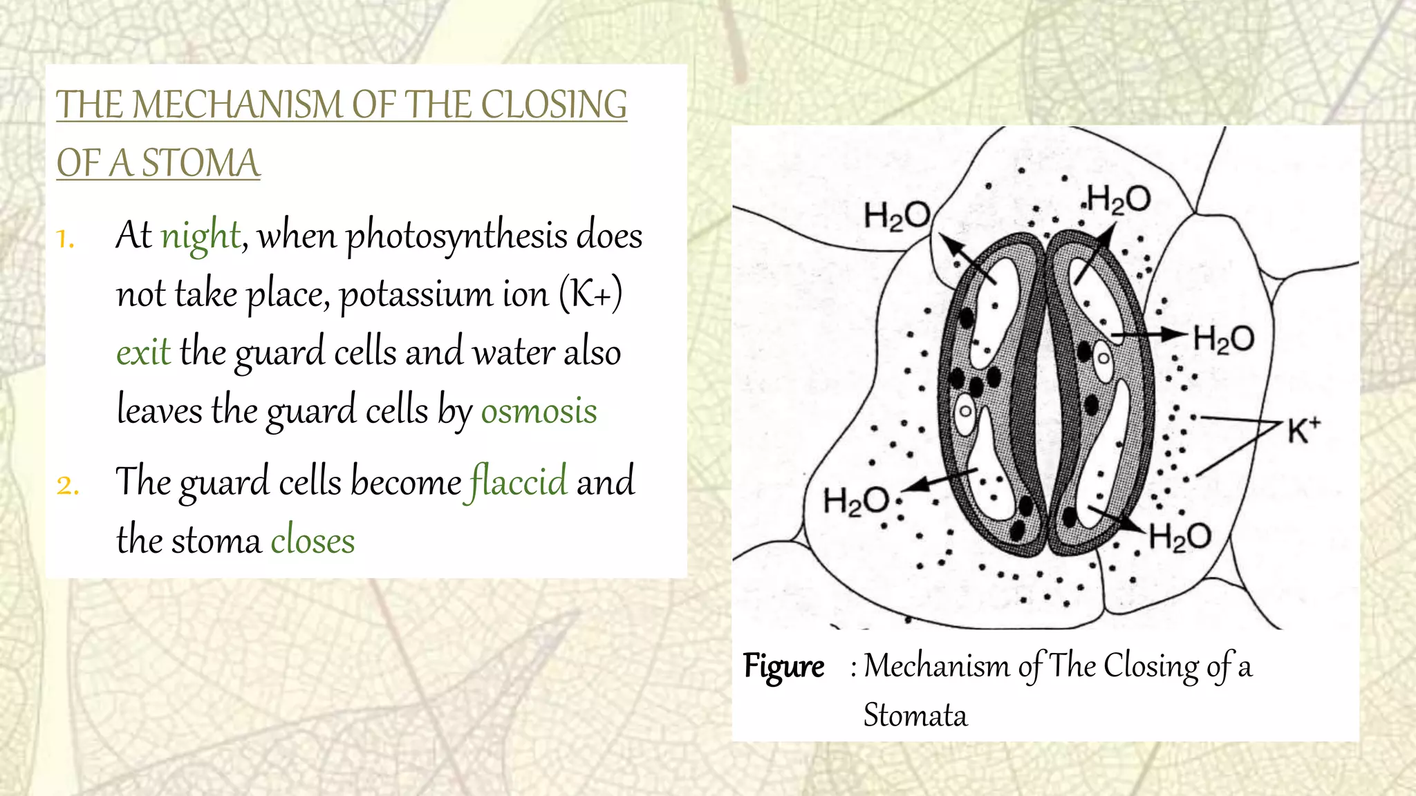 Biology Form 5 chapter 1.7 & 1.8 (Transport in Plants) | PPT