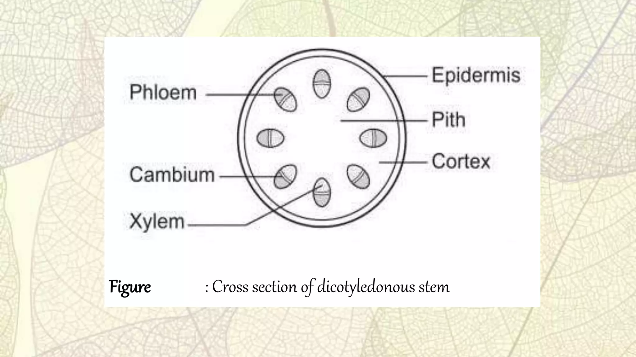Biology Form 5 chapter 1.7 & 1.8 (Transport in Plants) | PPT