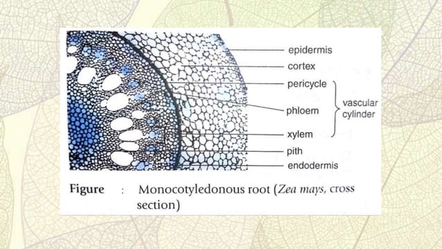 Biology Form 5 chapter 1.7 & 1.8 (Transport in Plants) | PPT