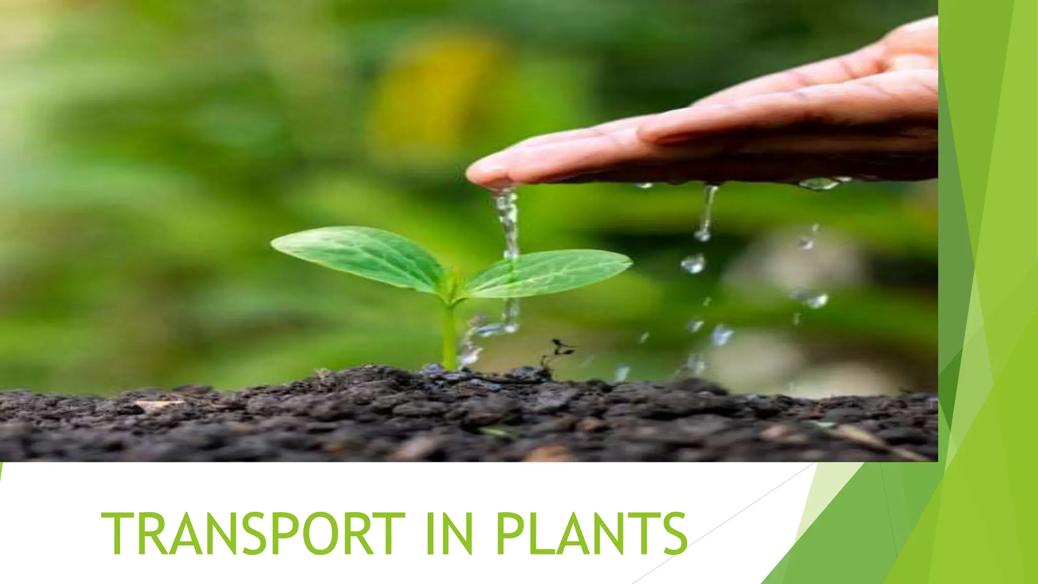 Transport in plants G1.pptx Cambridge IGCSE | PPTX | Chemistry | Science