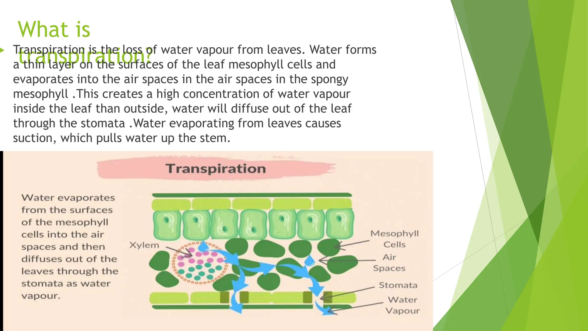 Transport in plants G1.pptx Cambridge IGCSE | PPTX