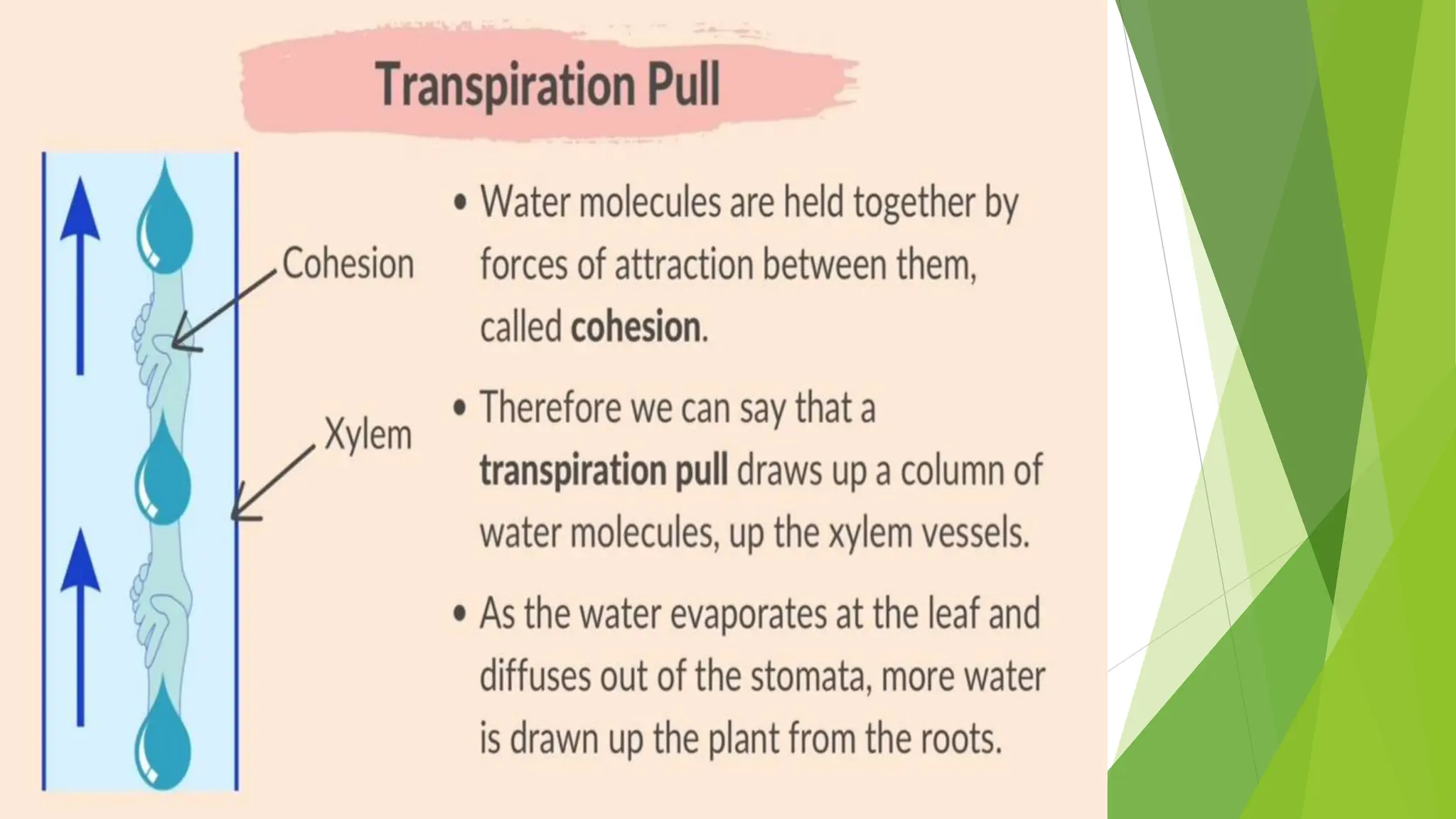 Transport in plants G1.pptx Cambridge IGCSE | PPTX